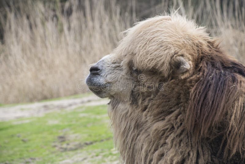 A single bactrian Camel. stock photo. Image of camel - 114317972