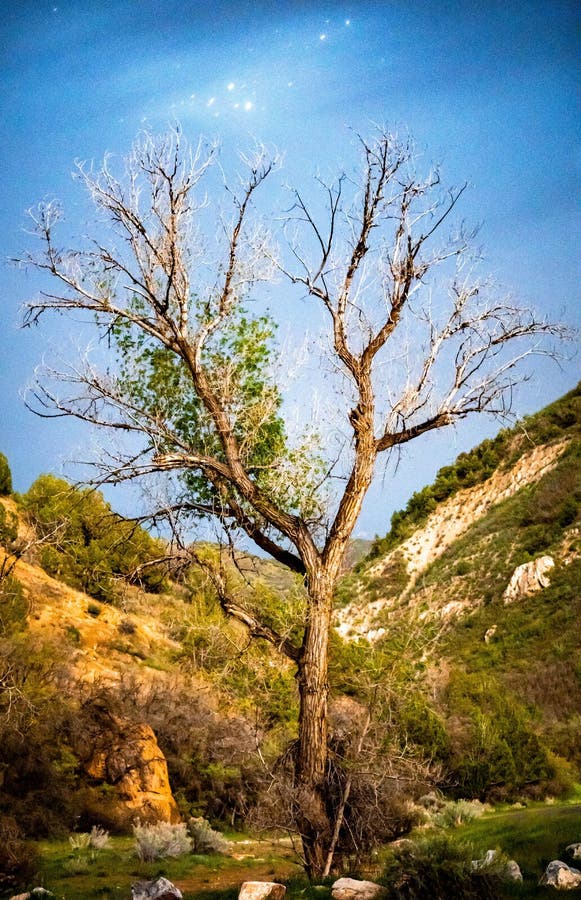 Single Bald Tree in the Mountains, Vertical Stock Photo - Image of ...
