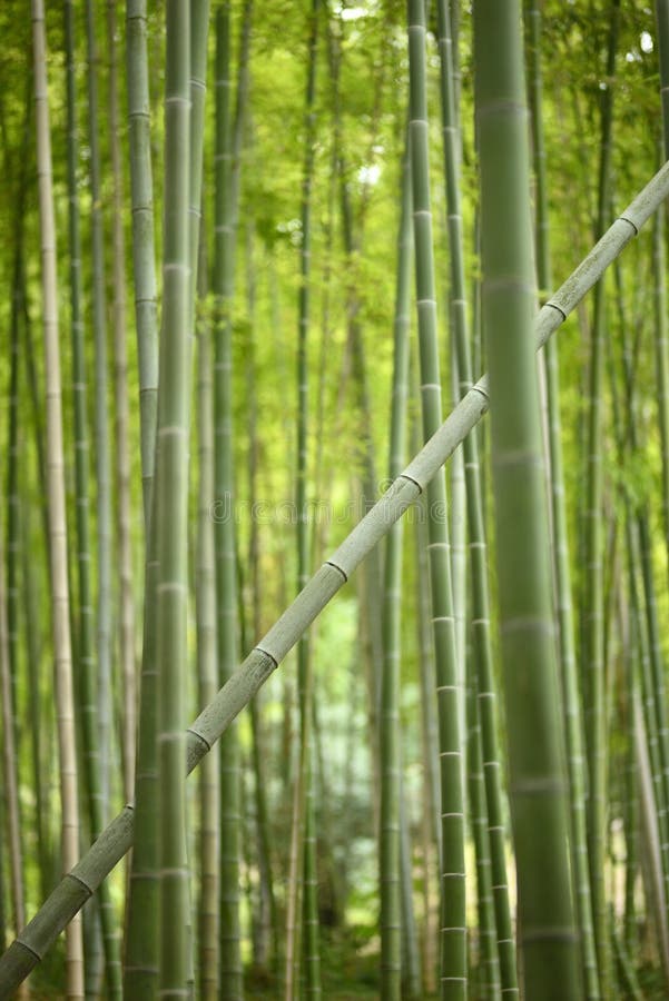 Diagonal Arc: Forest and River Stock Photo - Image of climb, gray: 17399040