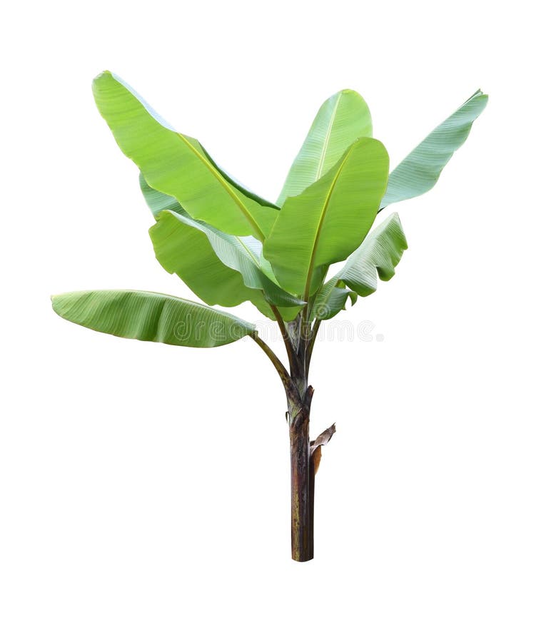 Single Banana Isolated. Beautiful, Edible Yellow Banana. Peeled Banana ...