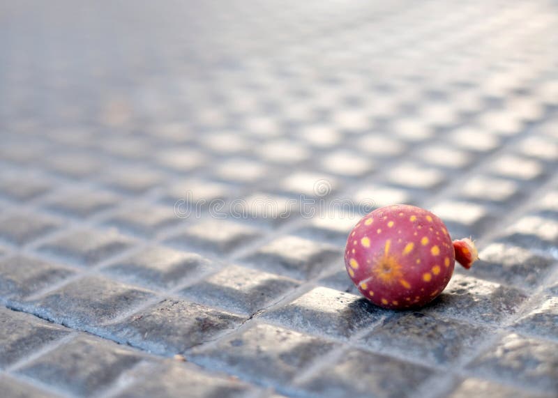 A Single Red Fruit of a Banyan Tree. Stock Photo - Image of park, tree ...