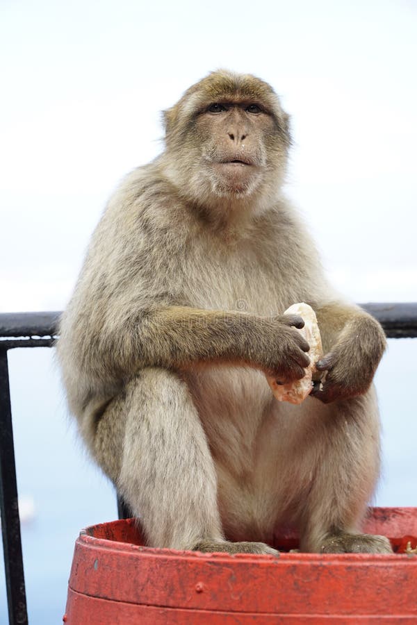 Single Barbary Macaque Monkey Sitting on a Barrel and Eating a Roll ...