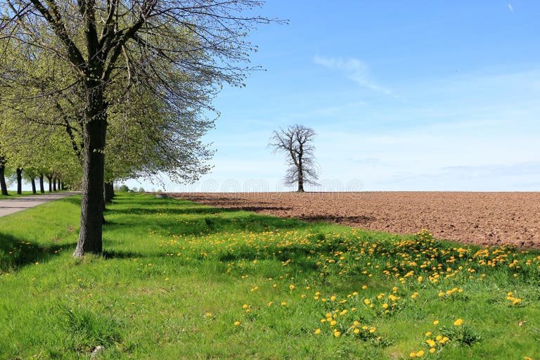 Single Bare Ancient Tree in a Field in Spring Stock Image - Image of ...
