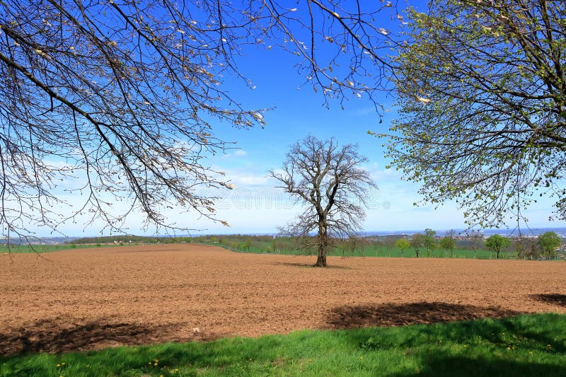 Single Bare Ancient Tree in a Field in Spring Stock Image - Image of ...