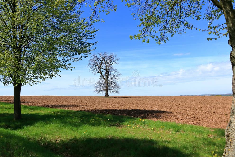 Single Bare Ancient Tree in a Field in Spring Stock Image - Image of ...