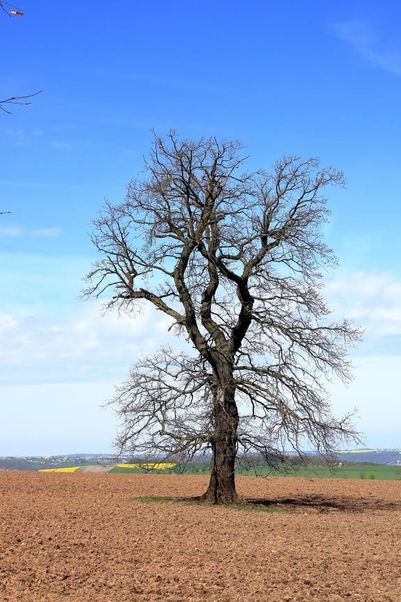 Single Bare Ancient Tree in a Field in Spring Stock Photo - Image of ...
