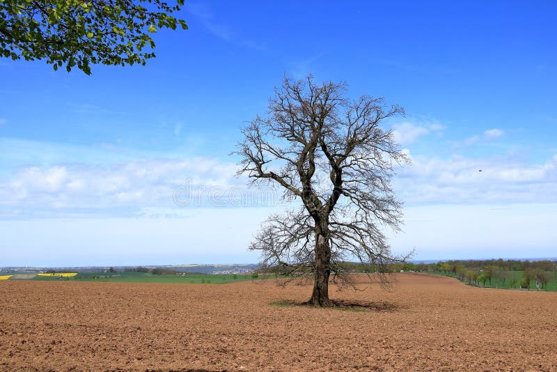 Single Bare Ancient Tree in a Field in Spring Stock Photo - Image of ...