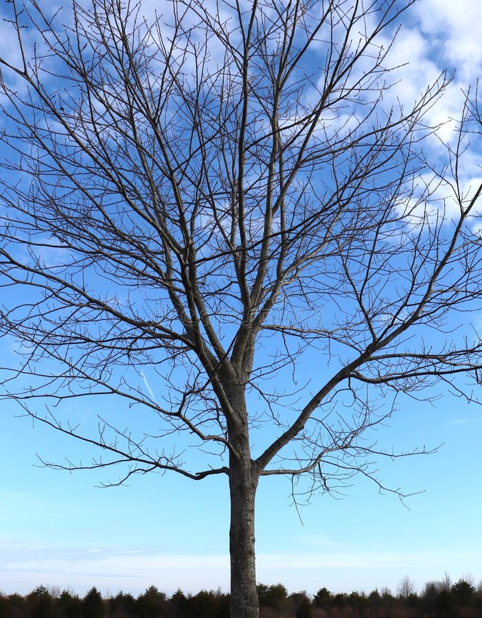 Blue Sky, Bare Branches Etching Outward, Treetops in the Distance ...