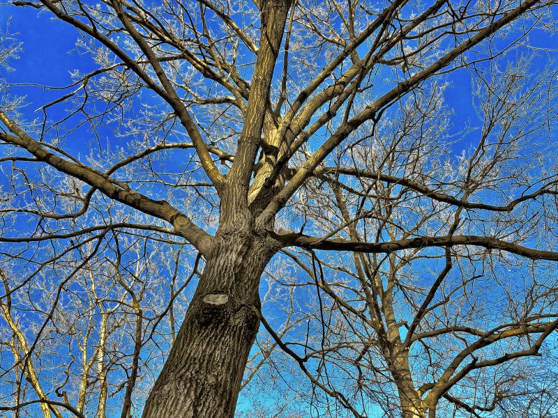 Single bare tree stock photo. Image of horizontal, perspective - 119747774