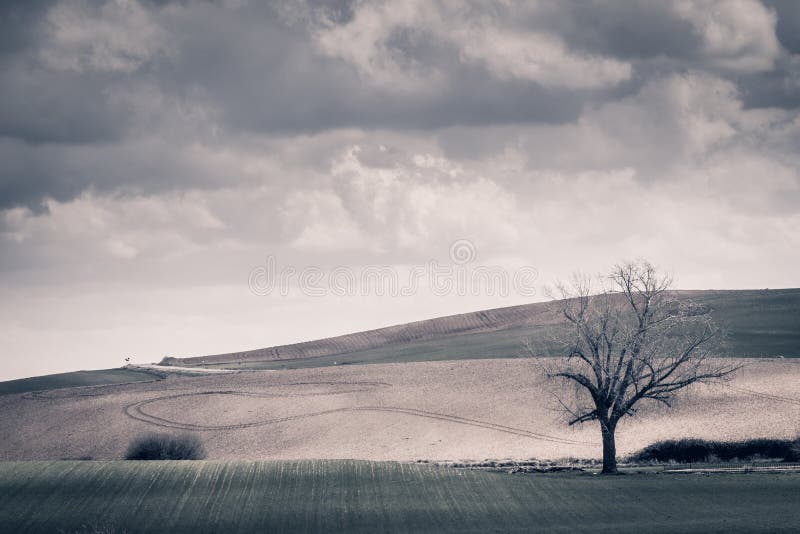 Single Bare Tree in a Beautiful Land with Hills Under Storm Clouds ...