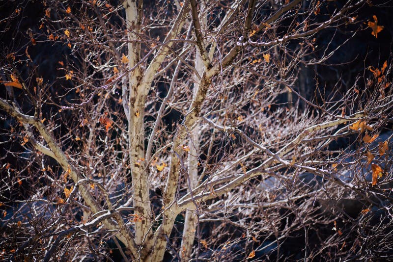 Single Bare Tree with a Few Autumn Leaves in the Forest at Night Time ...