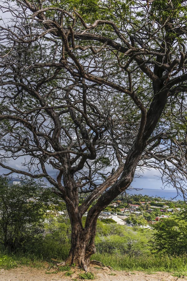 Single Bare Tree with Town Below and Grey Sky Stock Image - Image of ...