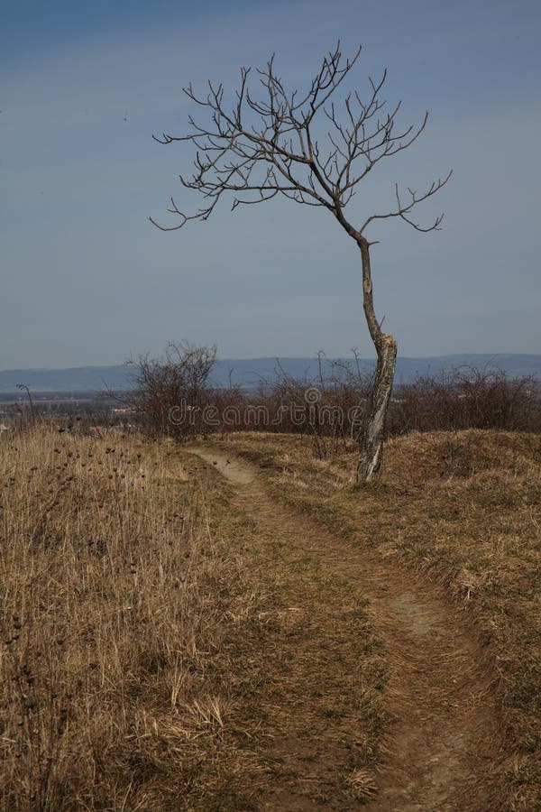 A Single Bare Tree on a Meadow Stock Image - Image of prairie, grass ...