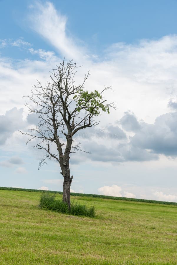 A Single almost Bare Tree with a Mown Meadow Stock Photo - Image of ...