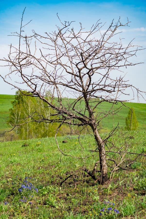 A Single Bare Tree with No Leaves on Its Branches in the Middle of a ...