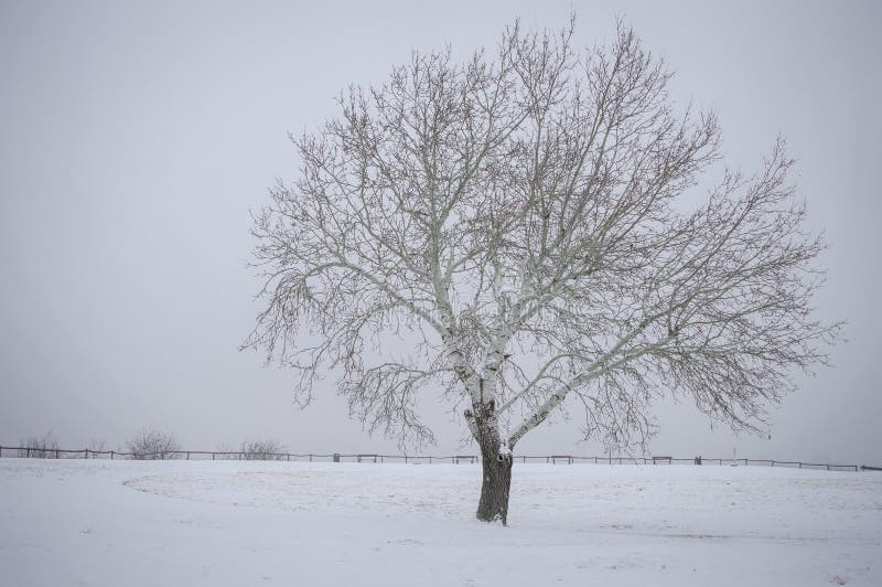 Single Bare Tree in a Park Covered with Snow Stock Image - Image of ...