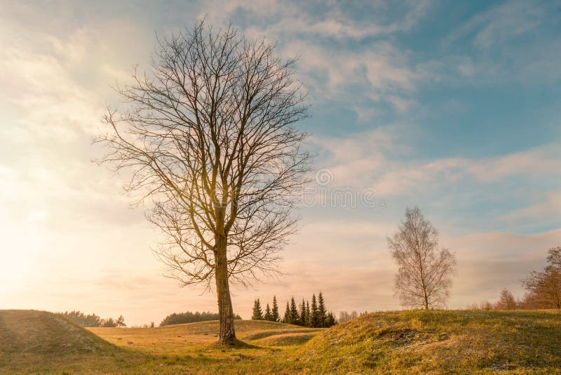 Single Bare Tree in the Park Stock Image - Image of scenery, peaceful ...
