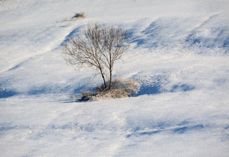 Single Bare Tree in a Snowy Area during Daytime Stock Image - Image of ...