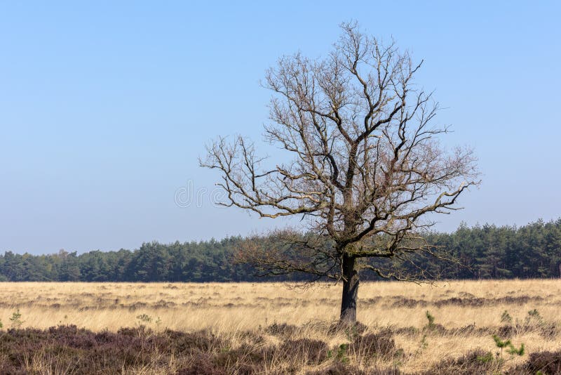 A Single Bare Tree during Spring Standing on a Moor Stock Photo - Image ...
