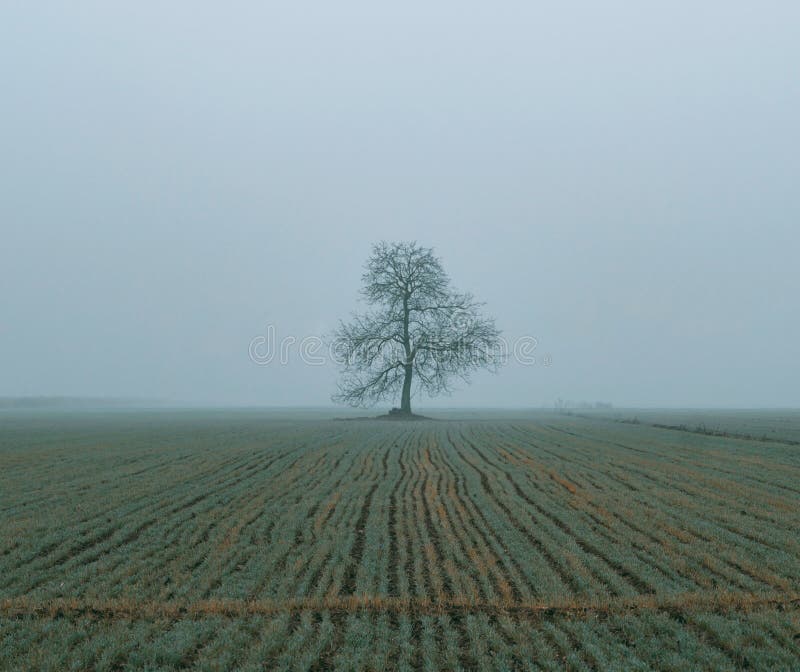 Single Bare Tree on a Wide Industrial Field Stock Image - Image of ...