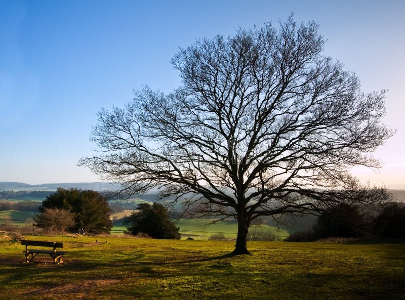 Single Bare Winter Tree Against Vibrant Sunset Stock Photo - Image of ...
