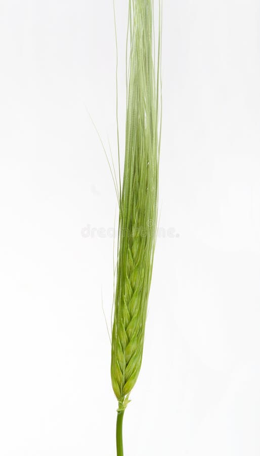 Single Barley (Hordeum Vulgare) Plant Stock Image - Image of cereal ...