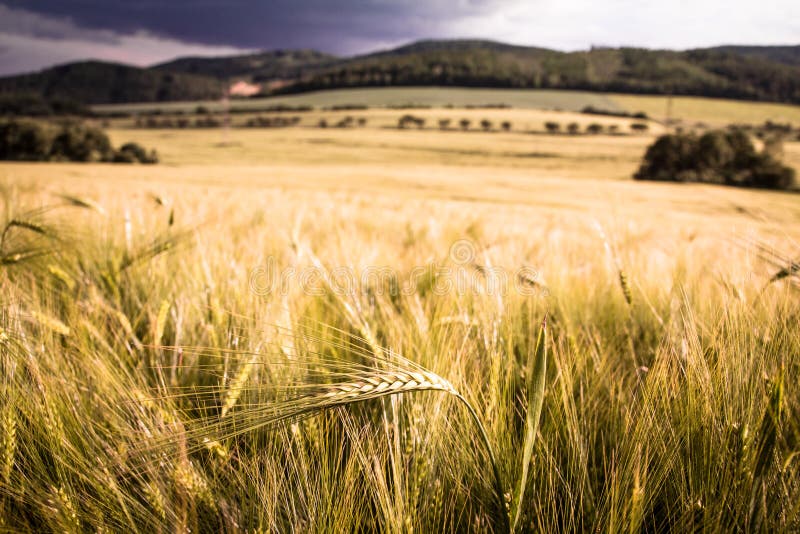 Single Barley Ear in the Middle of the Barley Field Stock Photo - Image ...
