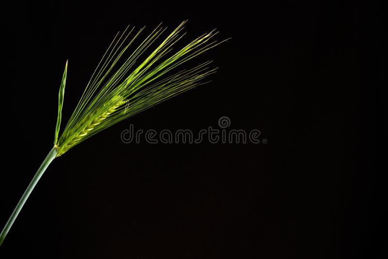 Single Barley (Hordeum Vulgare) Plant Stock Image - Image of cereal ...