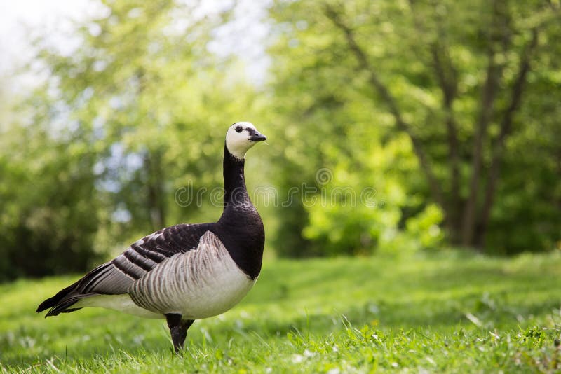 Single Barnacle Goose on Green Grass Stock Photo - Image of nature ...