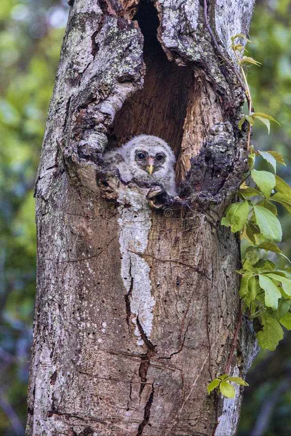 Barred Owlet Looking Down from Its Nest Stock Image - Image of wings, fauna: 386411151