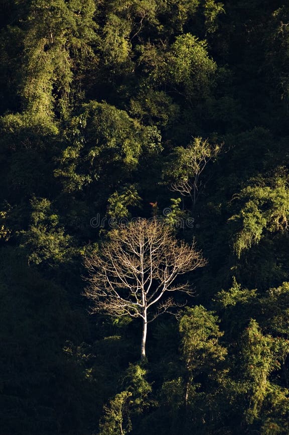 Single Barren Tree in Vang Vieng, Laos Stock Photo - Image of forest ...