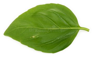 Single basil leaf stock image. Image of basil, nature - 3473755