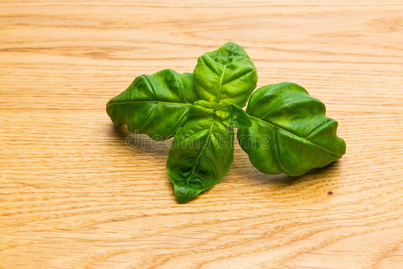Single basil leaf stock image. Image of basil, nature - 3473755