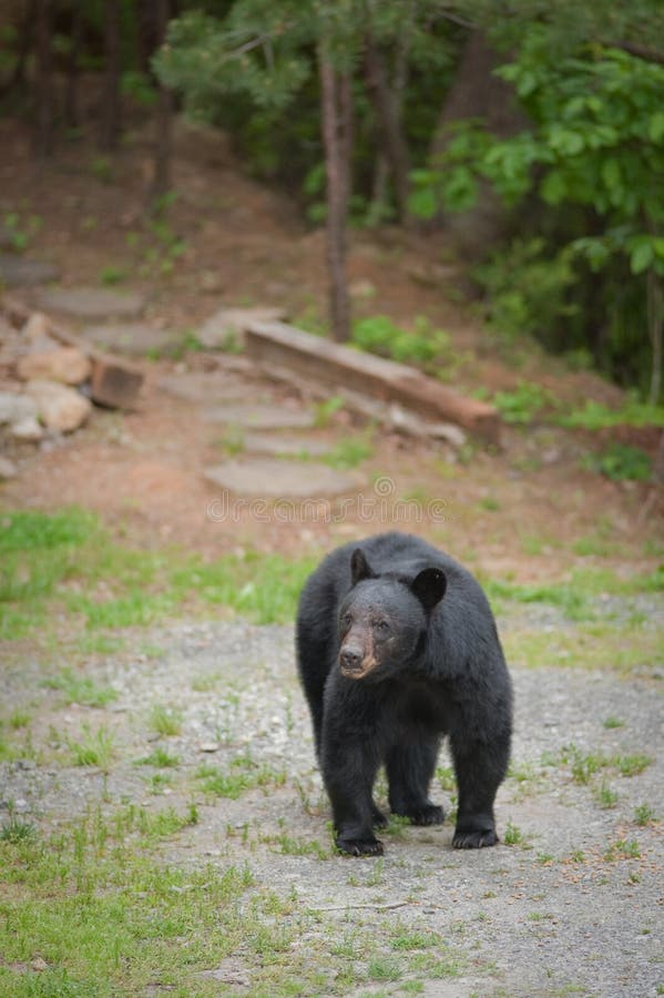 Single Bear Walking on a Path Stock Image - Image of black, outside ...