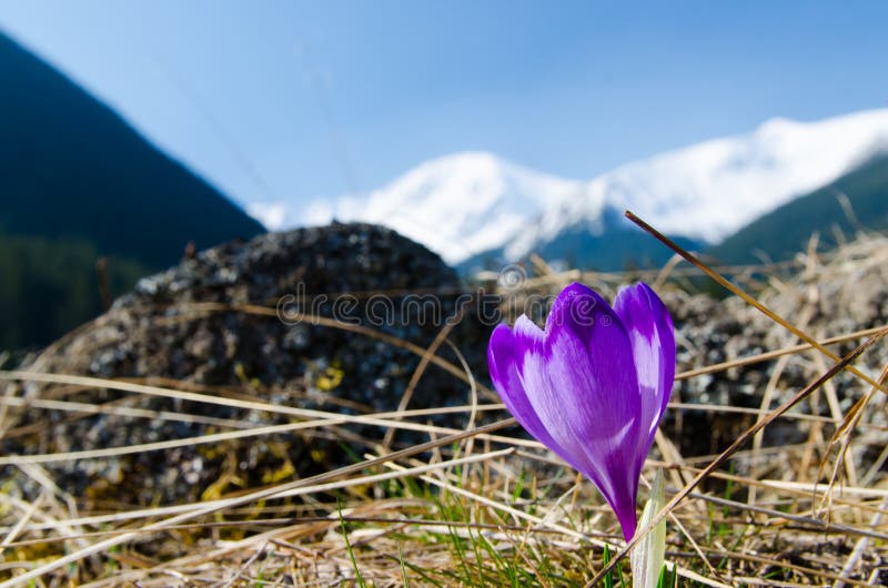 Single Beautiful Crocus Closeup in Chocholowska Valley Stock Photo ...