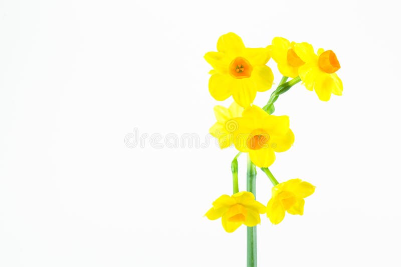 Single daffodil isolated stock image. Image of isolated - 13879583