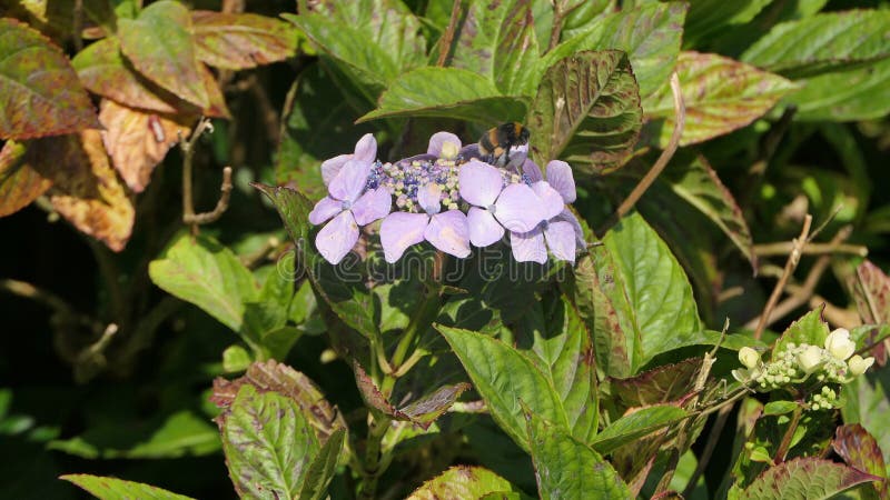 Single Beautiful Hydrangea Flower on a Bush in a Garden in the UK Stock ...