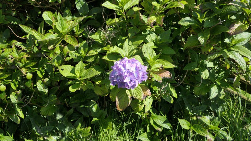 Single Beautiful Hydrangea Flower on a Bush in a Garden in the UK Stock ...