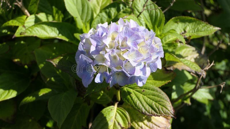 Single Beautiful Hydrangea Flower on a Bush in a Garden in the UK Stock ...