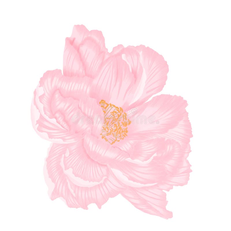 Single Beautiful Light Pink Peony Isoleted Hand Draw Procreate Stock ...