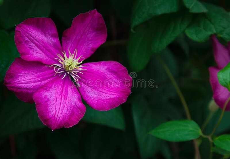 Single Beautiful Magenta Clematis Flower Closeup in a Garden Stock ...