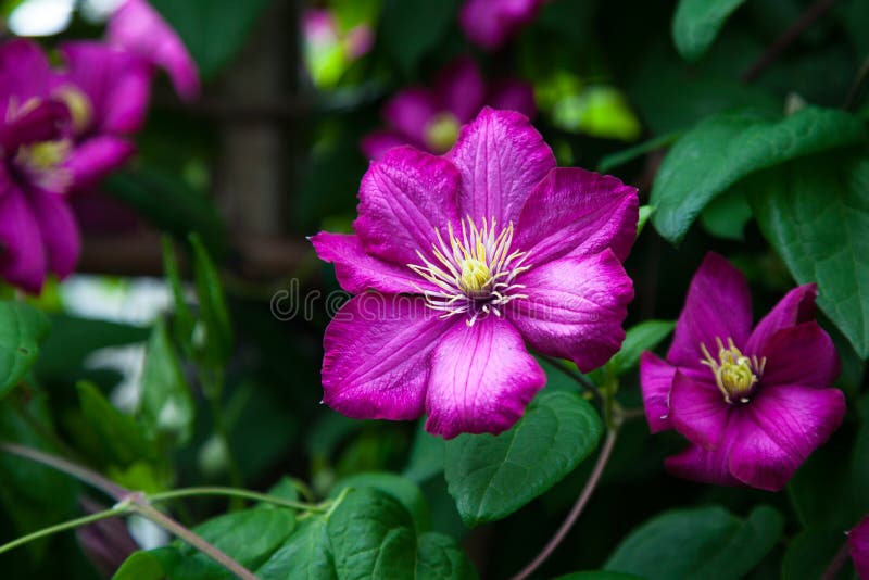 Single Beautiful Magenta Clematis Flower Closeup in a Garden Stock ...