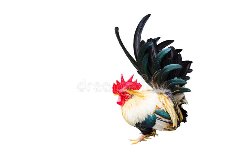 Male Bantam Chicken Lying on the Ground Stock Photo - Image of feather ...