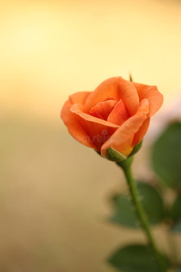 Beautiful Images Of Orange Roses