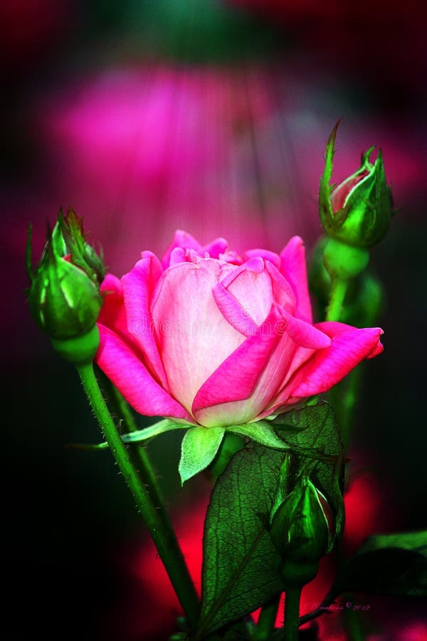 Single Beautiful Pink Rose Open To Light Stock Photo - Image of garden ...