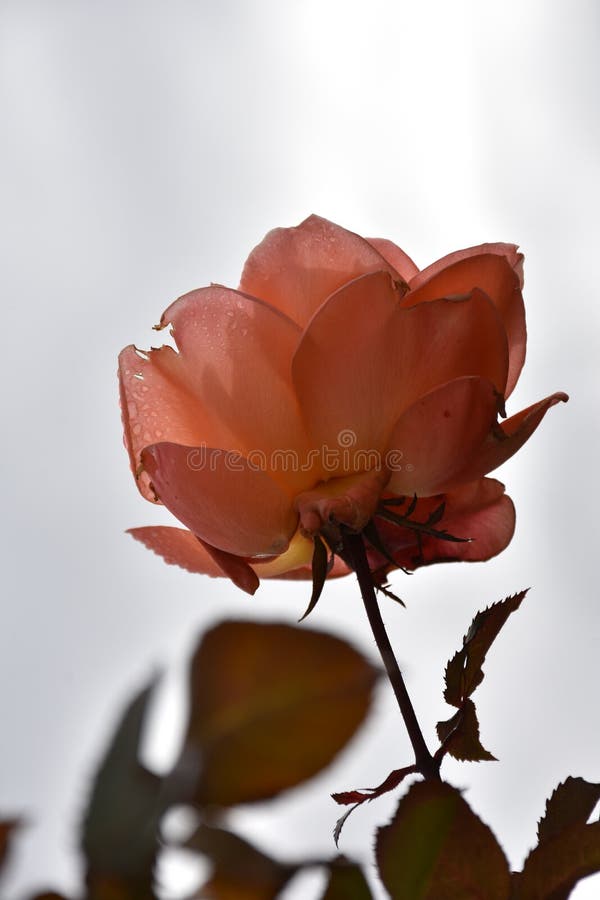 A Single Pink Rose with Water Drops in Setif Algeria Stock Photo ...