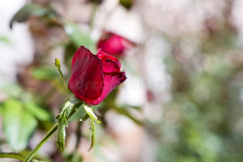 Single Beautiful Red Rose On A Blurred Background Stock Photo - Image ...