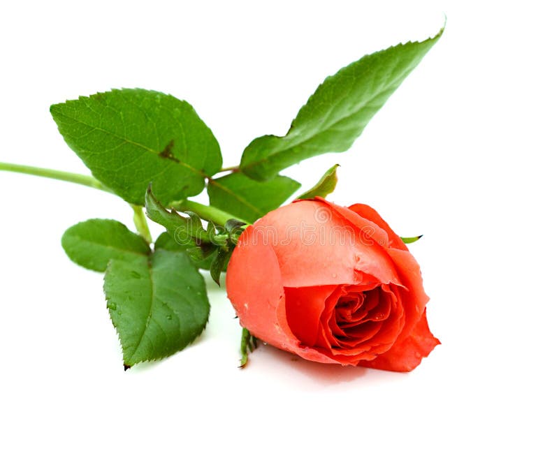 Single Red Rose Isolated on a White Background. Beautiful, Petal. Stock ...