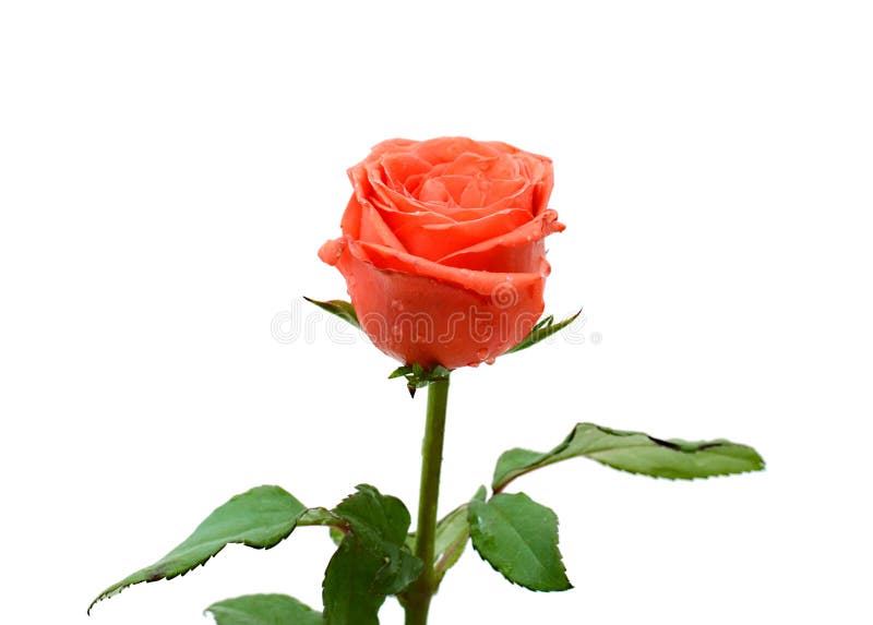 Single Red Rose Isolated on a White Background. Beautiful, Petal. Stock ...