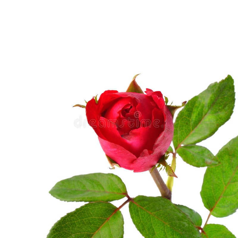 Single Beautiful Red Rose Isolated on White Background Stock Photo ...